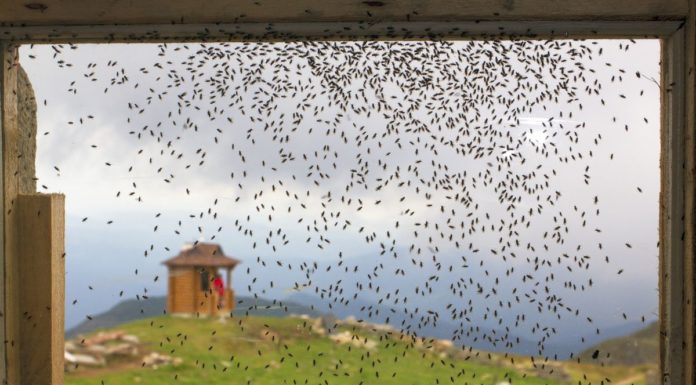 D'où viennent les moucherons et comment s'en débarrasser - Anti Moucheron